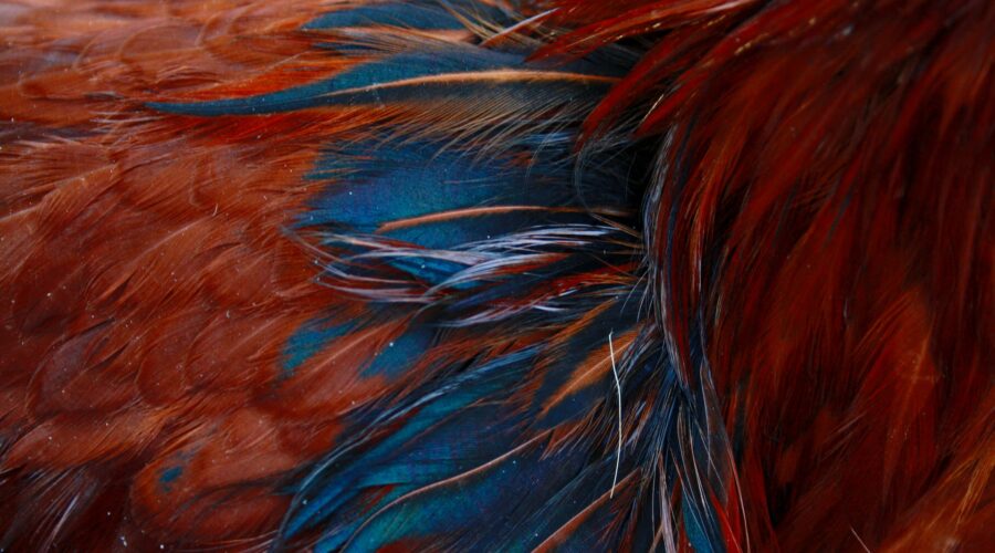Why Rooster Feathers Make the Perfect Addition to Your Craft Projects ...